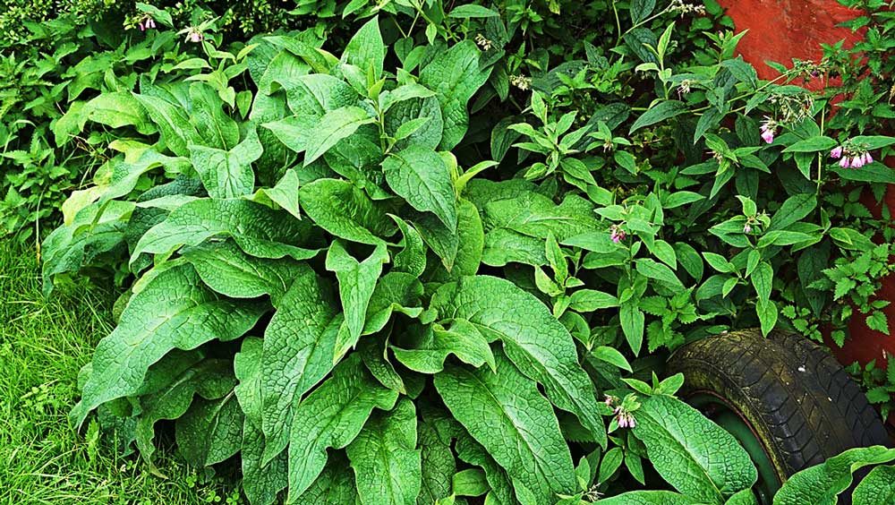 vallort-symphytum-uplandicum
